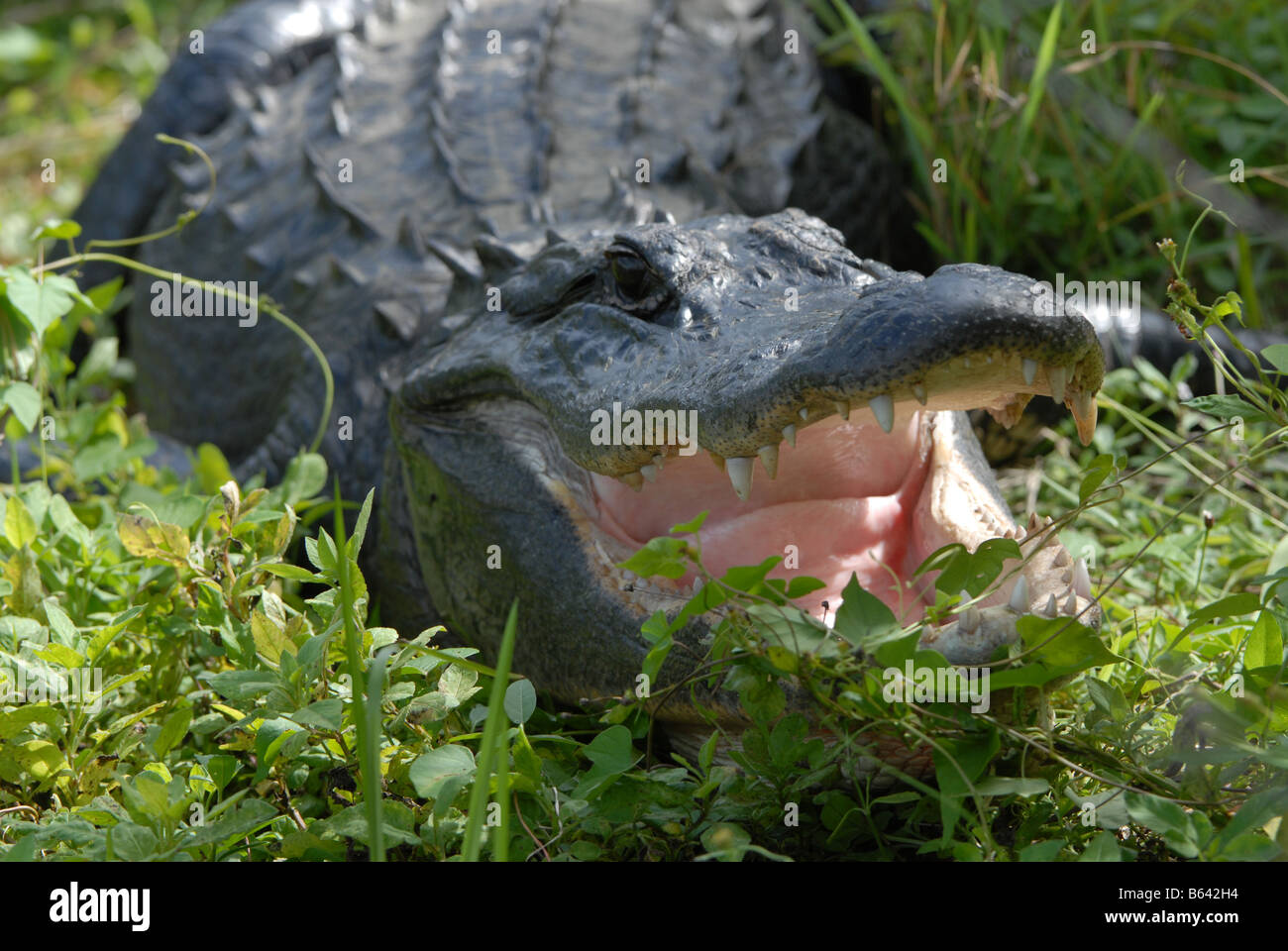 Large alligator in Everglades National Park Stock Photo - Alamy