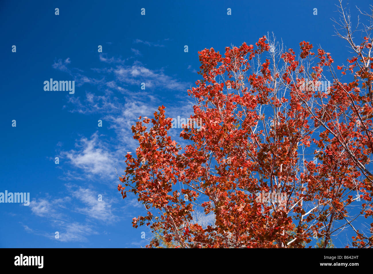 Deep red maple hi-res stock photography and images - Alamy