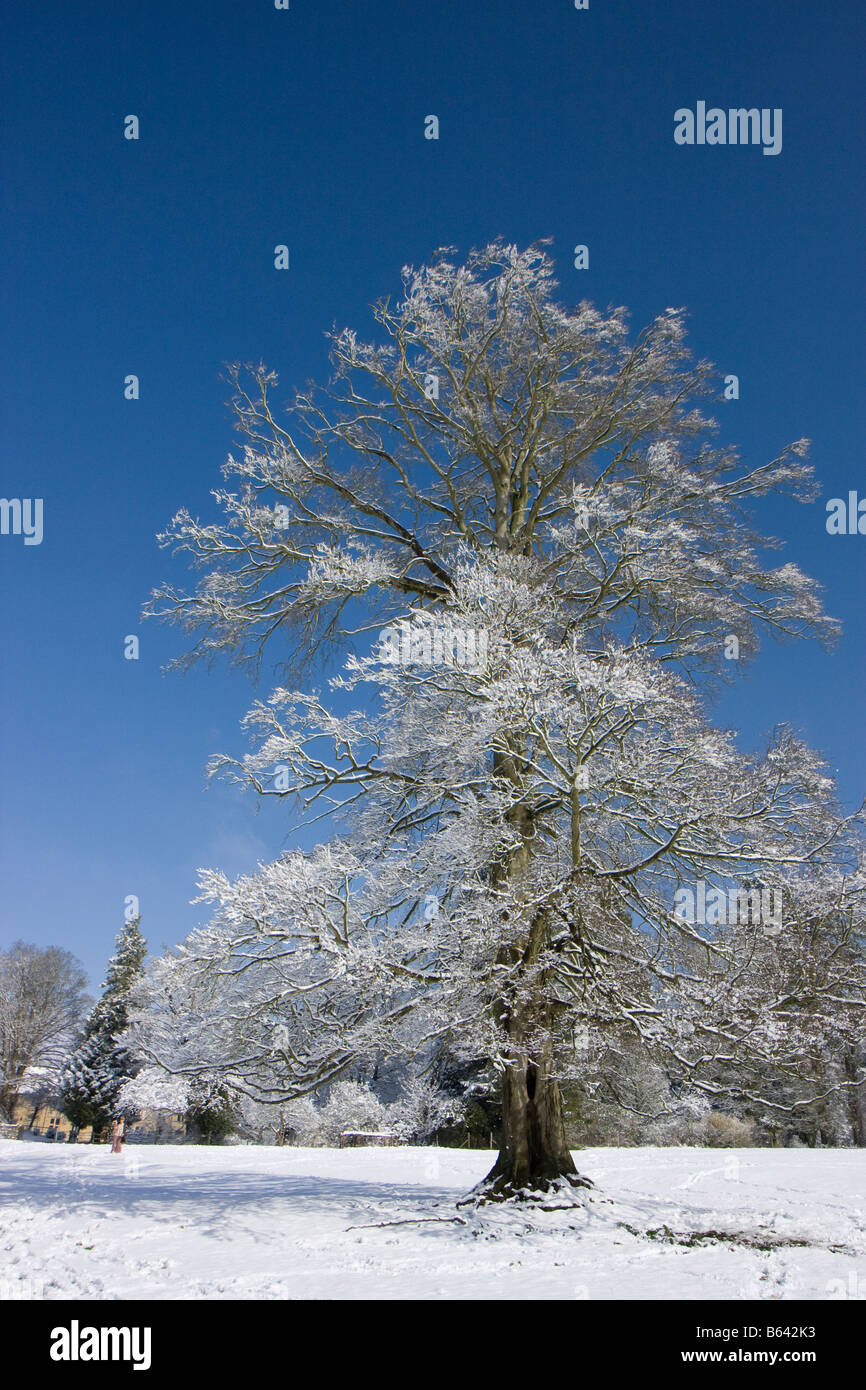 Beech uk hi-res stock photography and images - Alamy