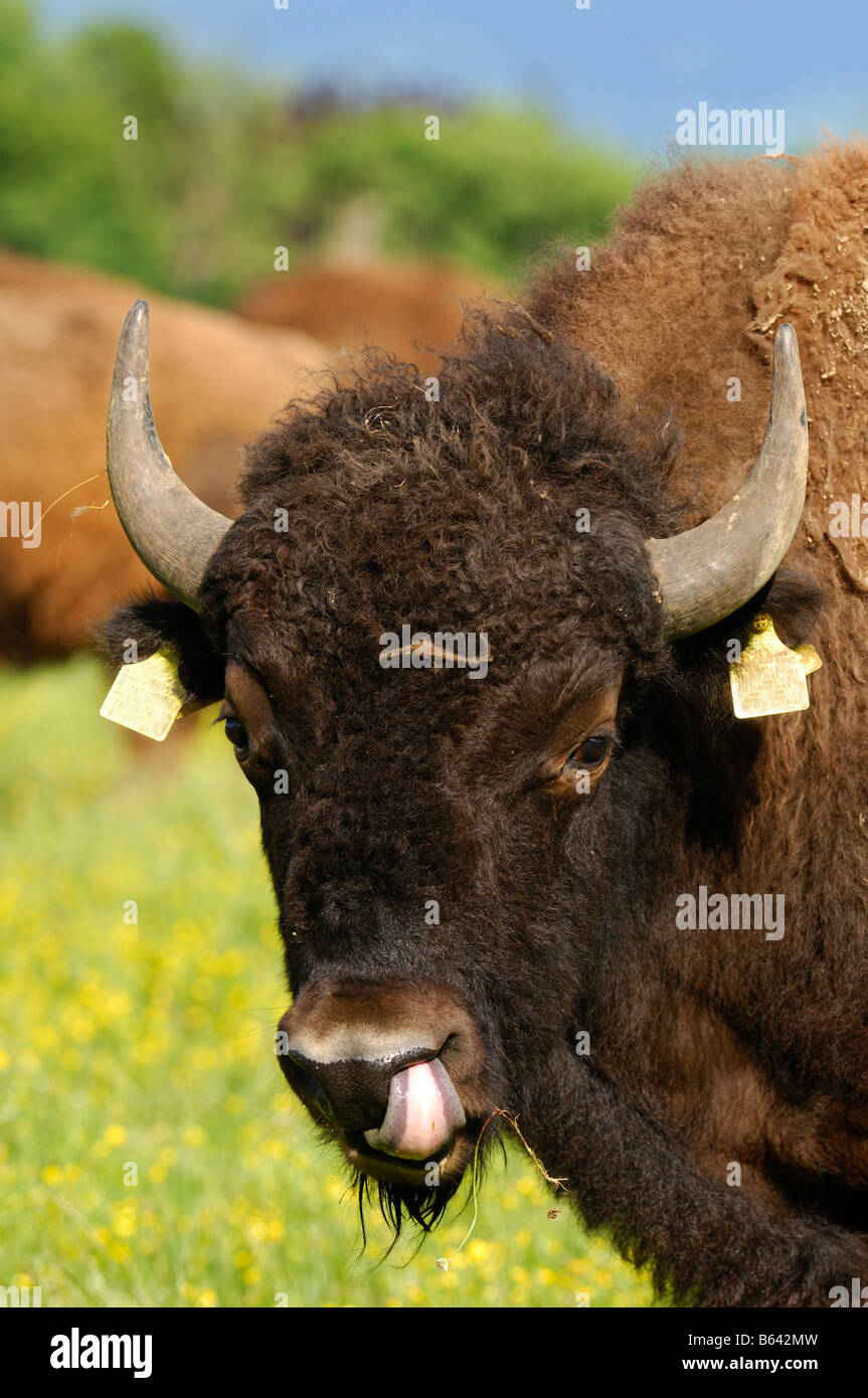 Breeding mammals hi-res stock photography and images - Alamy