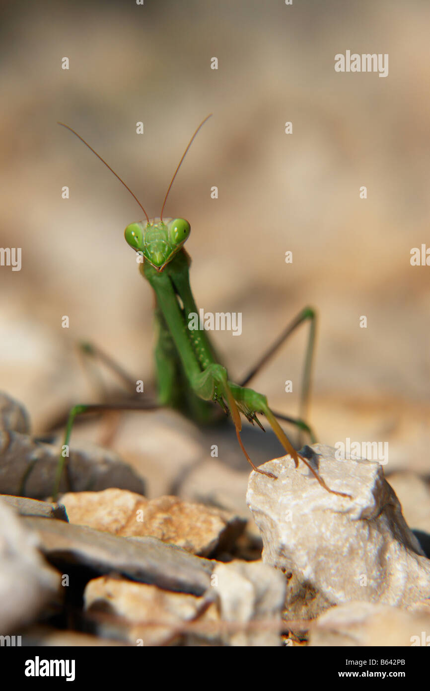 close up of a praying mantis Stock Photo - Alamy