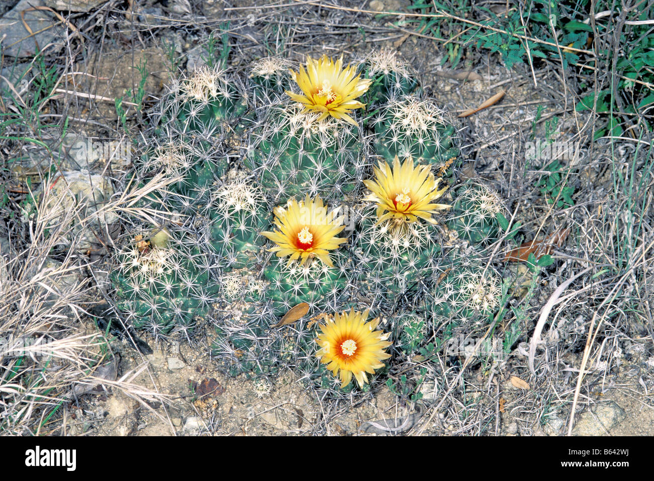 Grooved Beehive Cactus Coryphantha sulcata Dripping Springs Texas ...