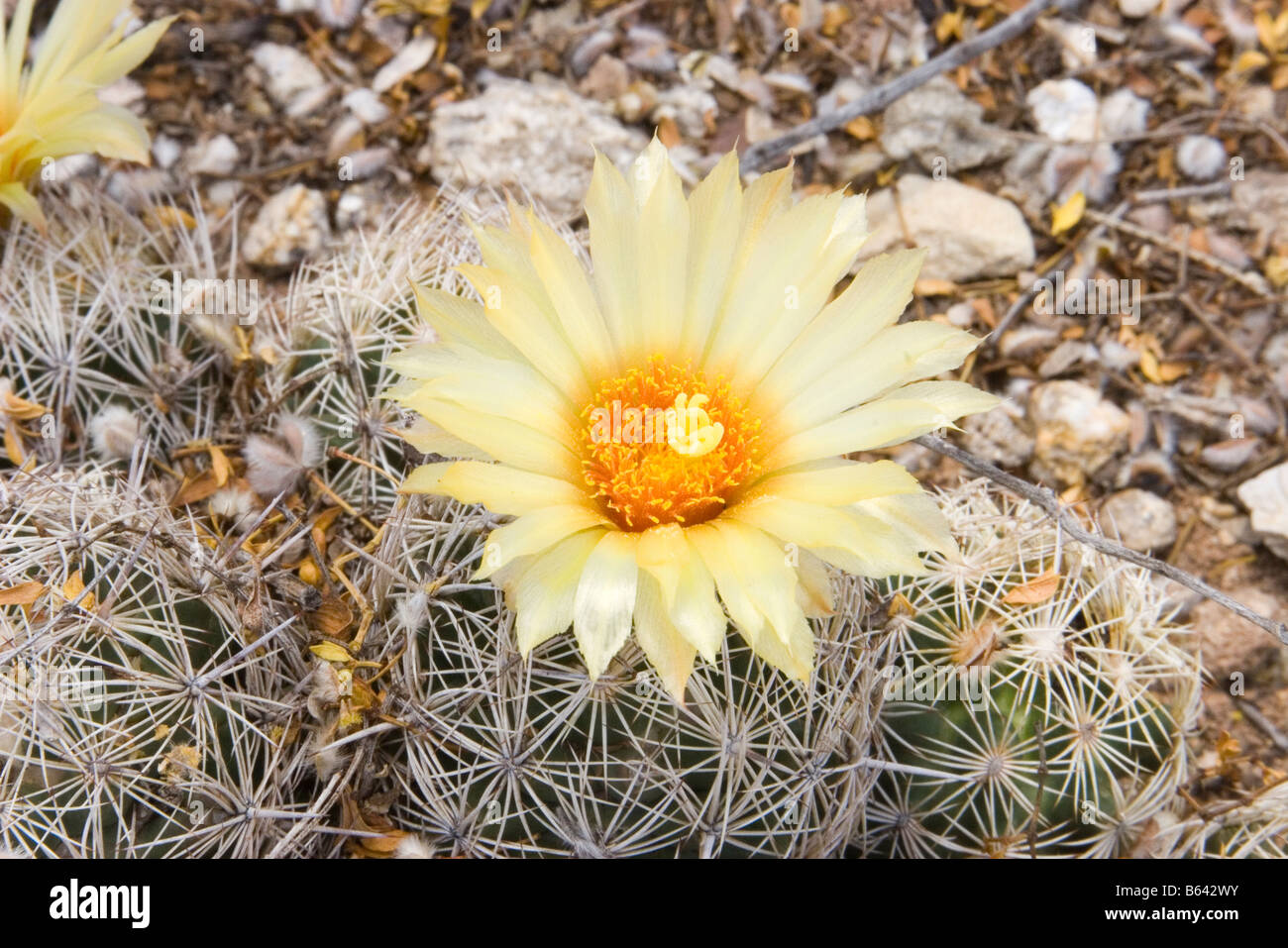 Sea Urchin Beehive Cactus Coryphantha echinus Tucson Arizona United ...