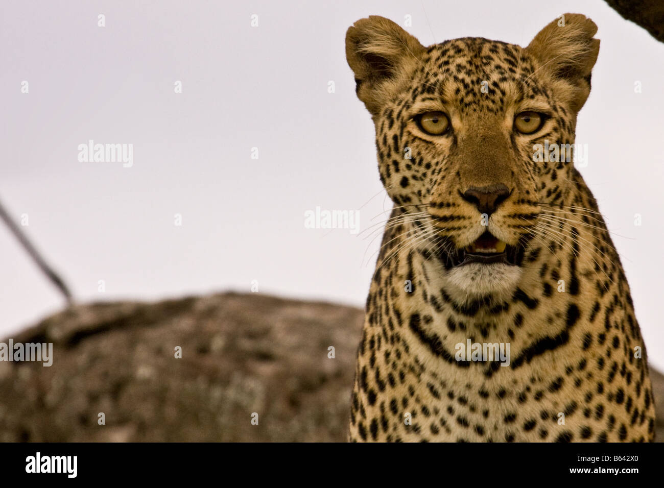 A portrait of a leopard Stock Photo - Alamy