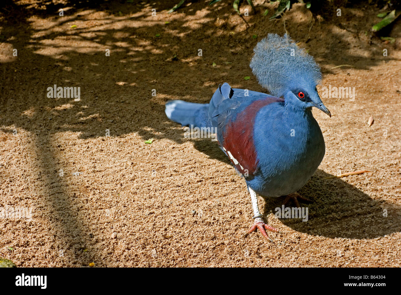 Blue crowned pigeon hi-res stock photography and images - Alamy