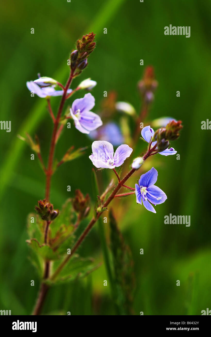 speedwell veronica flower Stock Photo - Alamy
