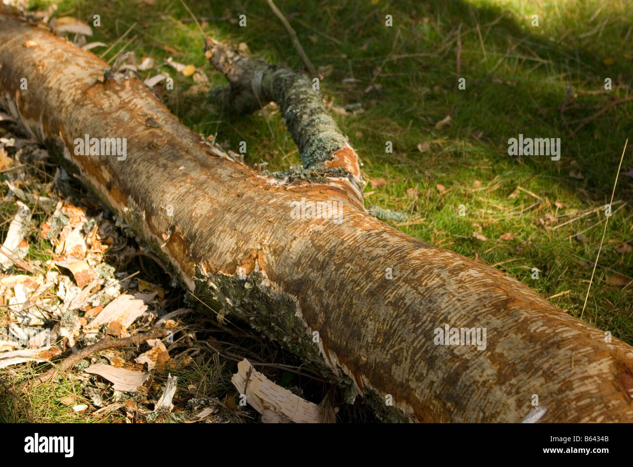 Beaver castor fiber teeth hi-res stock photography and images - Alamy
