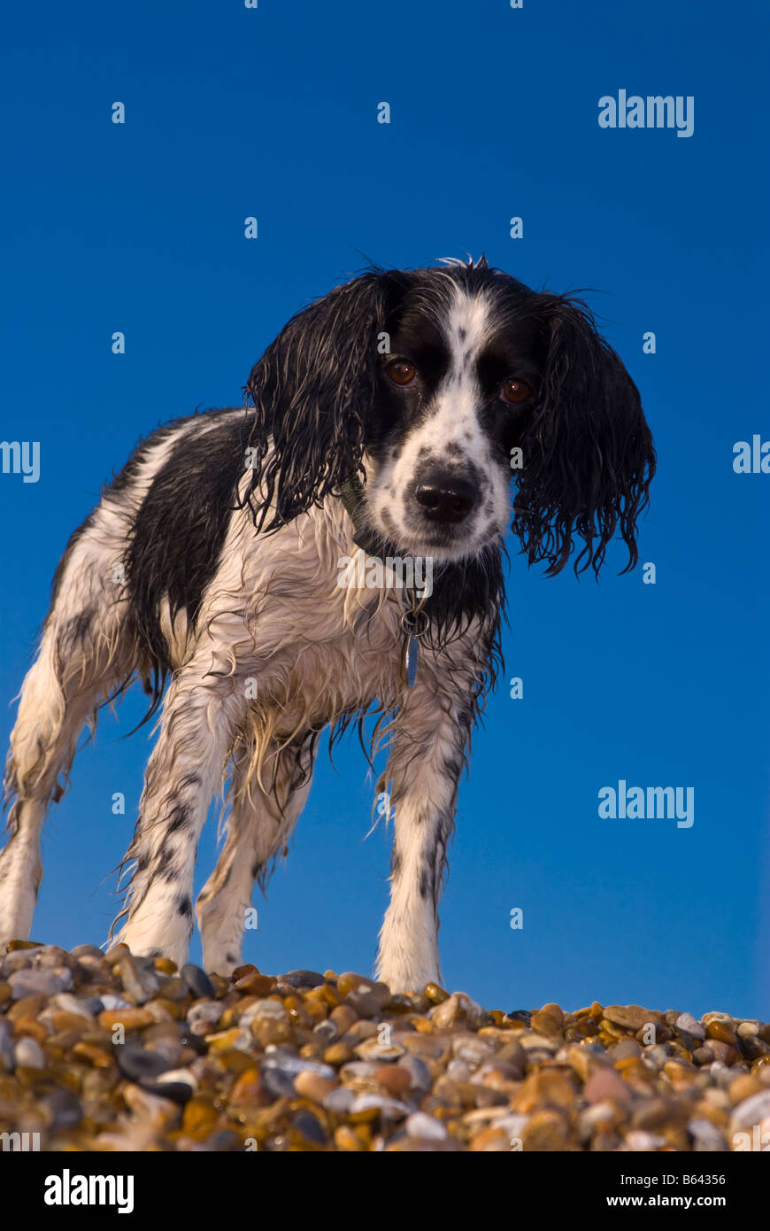 Female black and white english springer spaniel dog on shingle beach ...