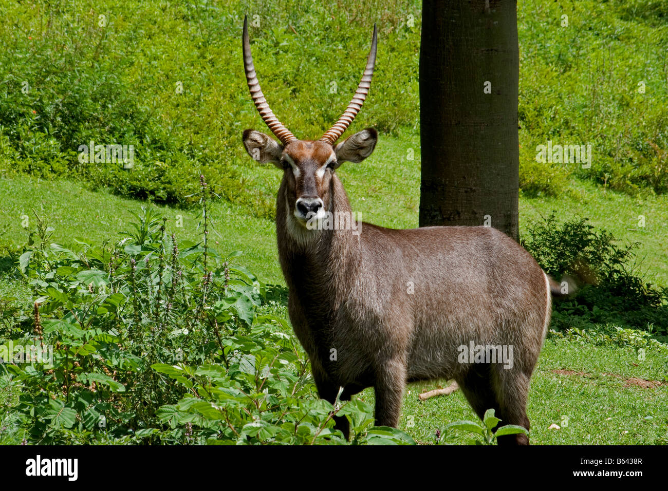 One female waterbuck hi-res stock photography and images - Alamy
