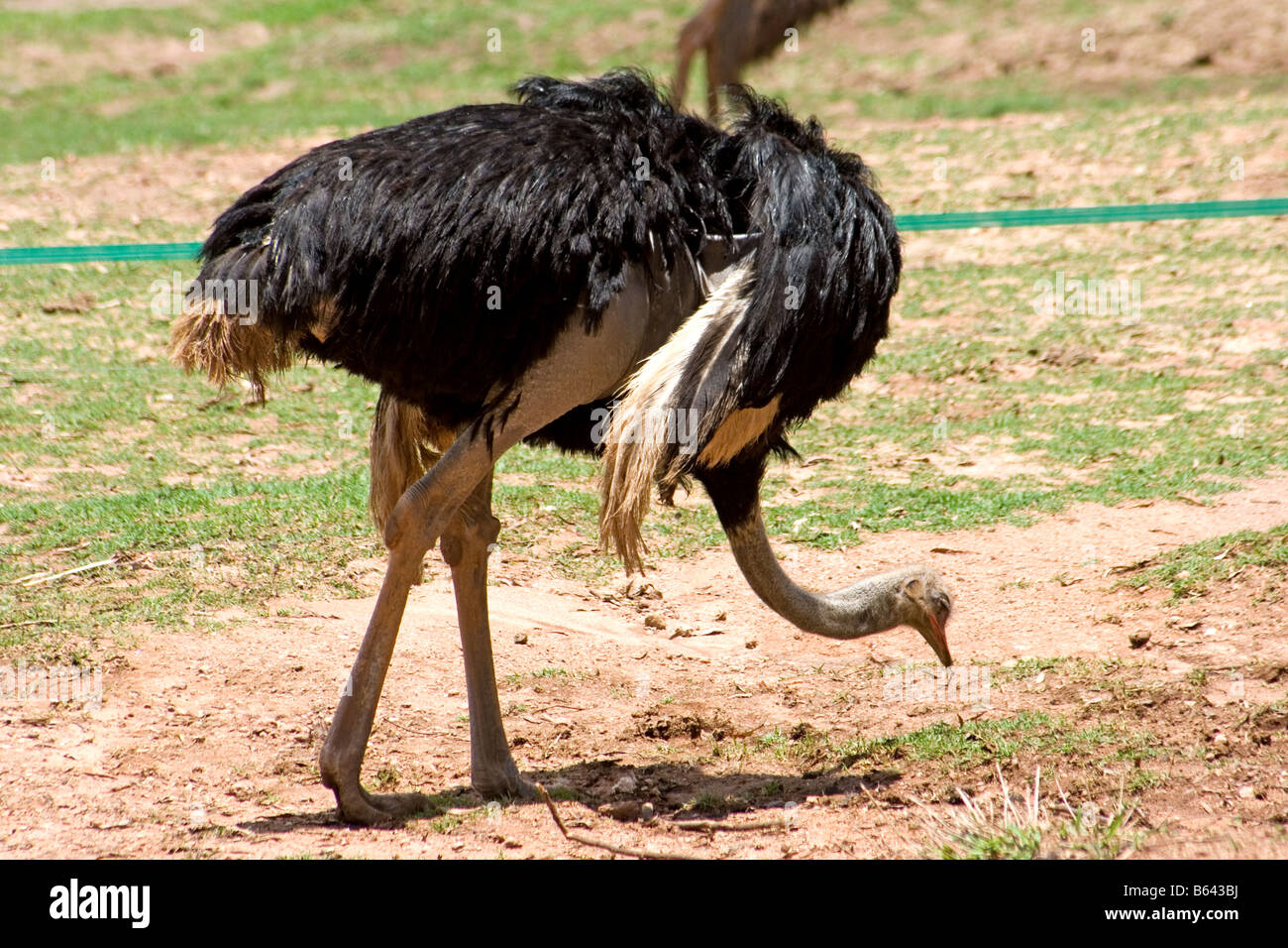 Ostrich head ground hi-res stock photography and images - Alamy
