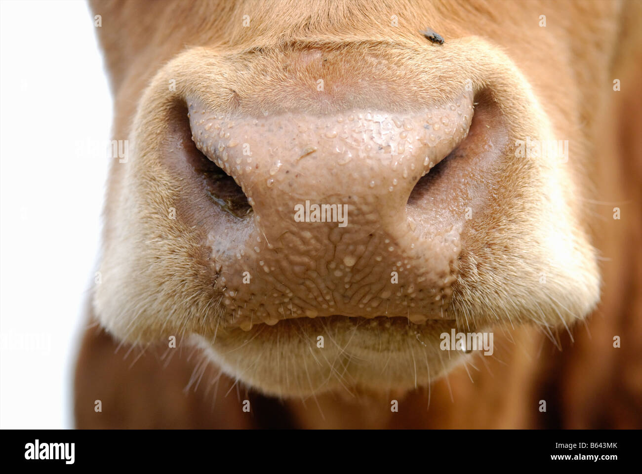 Wet nose hi-res stock photography and images - Alamy