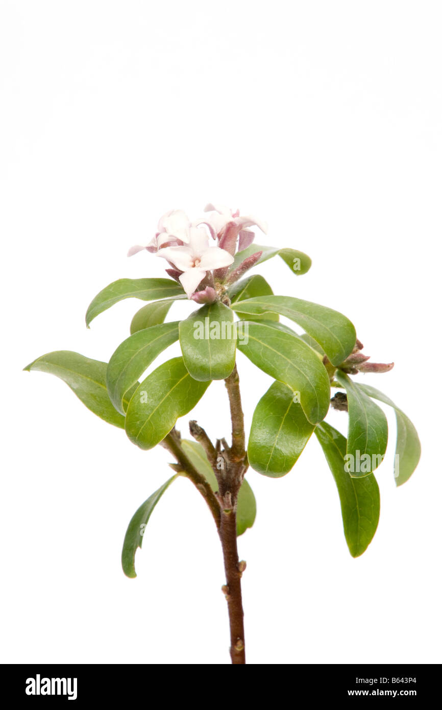 Blooming blooms Cut Out Stock Images & Pictures - Alamy