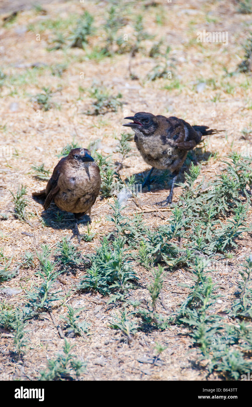 Multi color birds hi-res stock photography and images - Alamy
