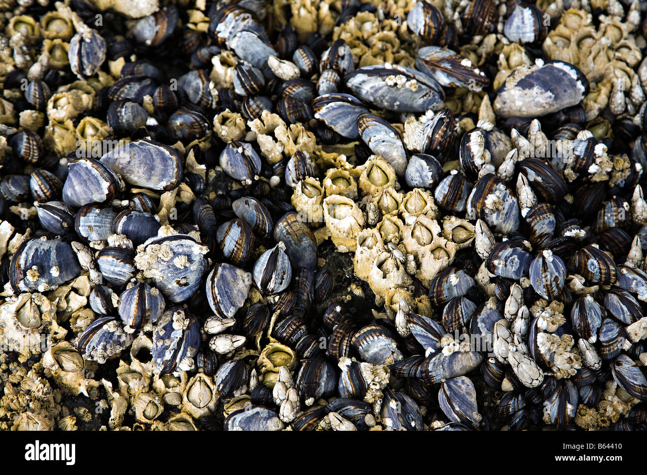 Rocky barnacles hi-res stock photography and images - Alamy