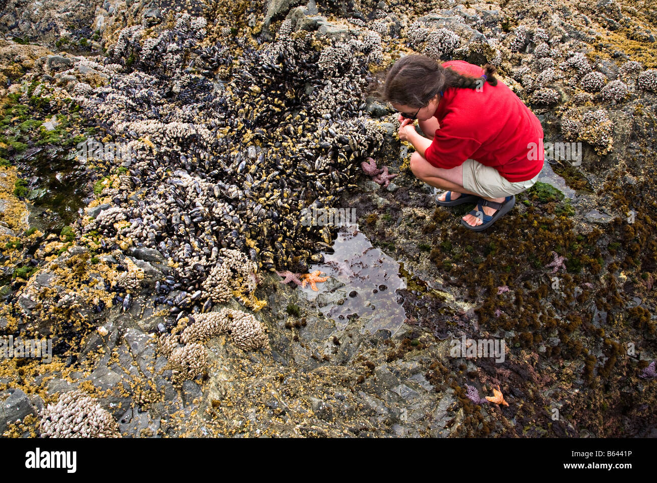 Pisaster mussels hi-res stock photography and images - Alamy