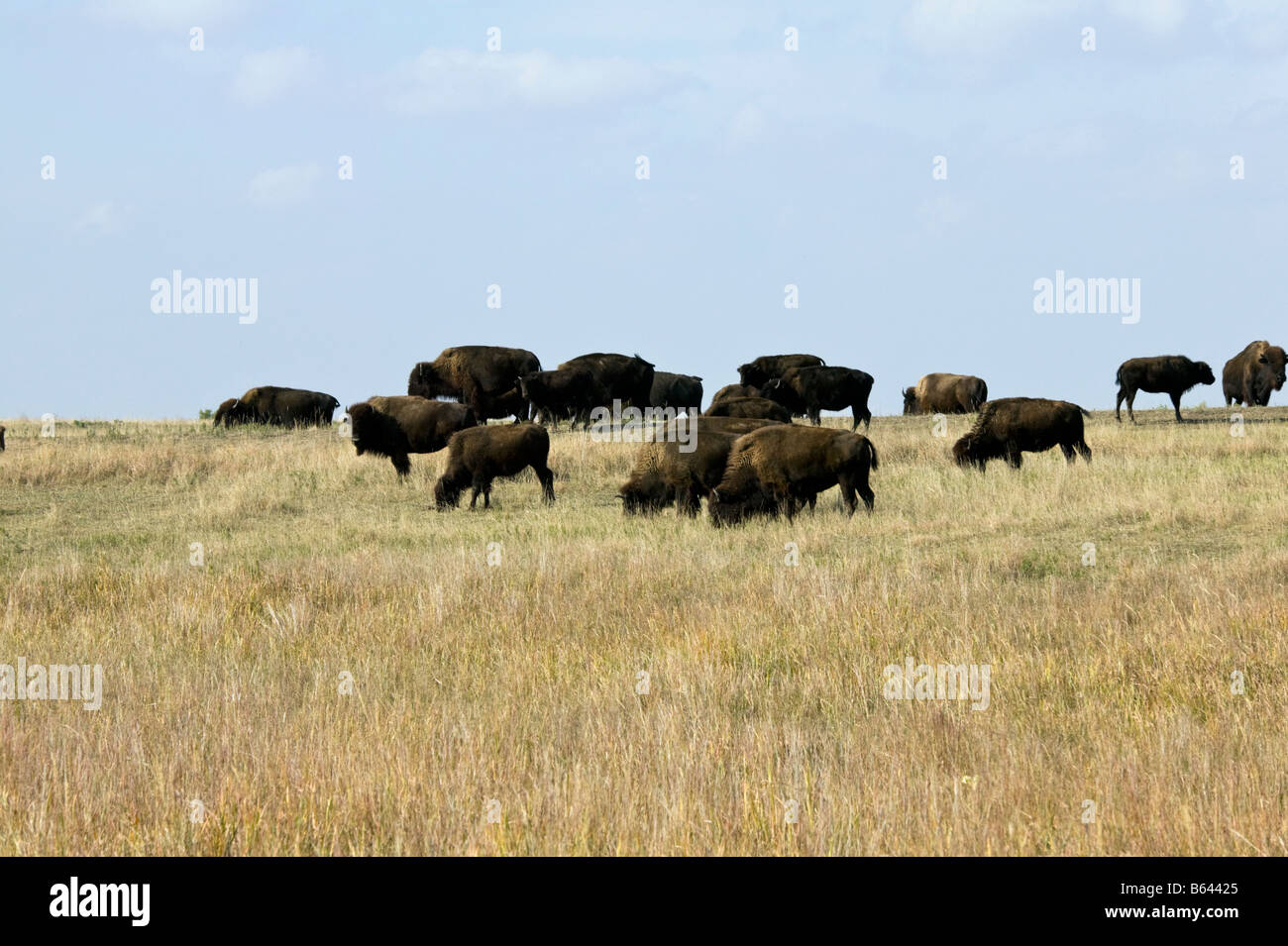 Bison kansas hi-res stock photography and images - Alamy