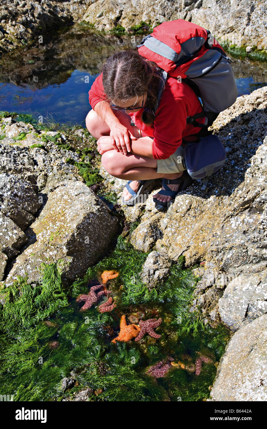 Starfish pacific coast rockpool canada hi-res stock photography and ...