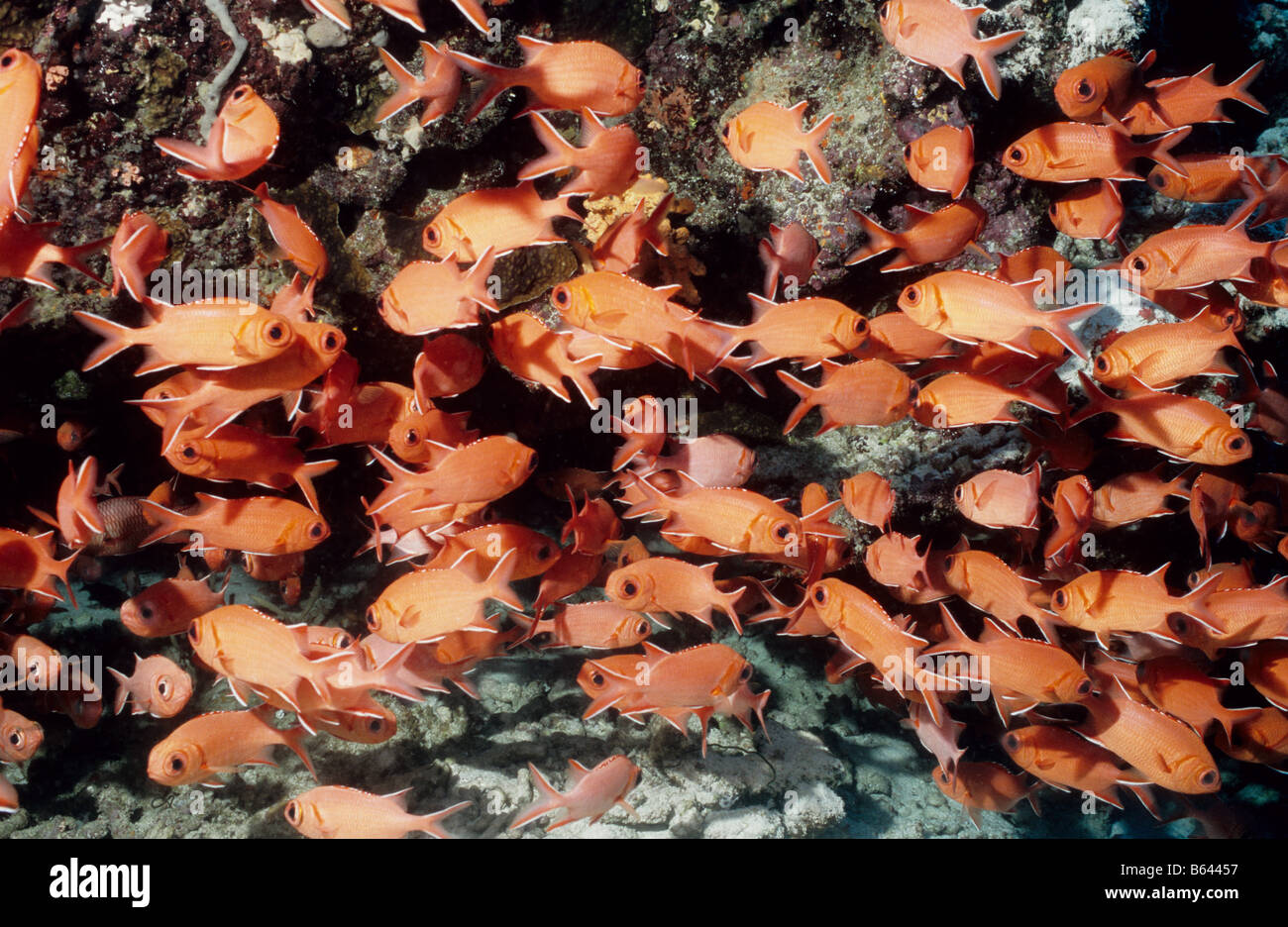 Red Soldierfish High Resolution Stock Photography and Images - Alamy