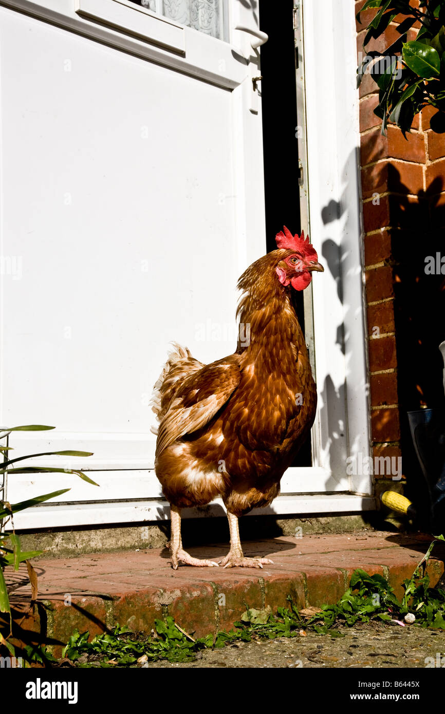 Strutting for hens hi-res stock photography and images - Alamy