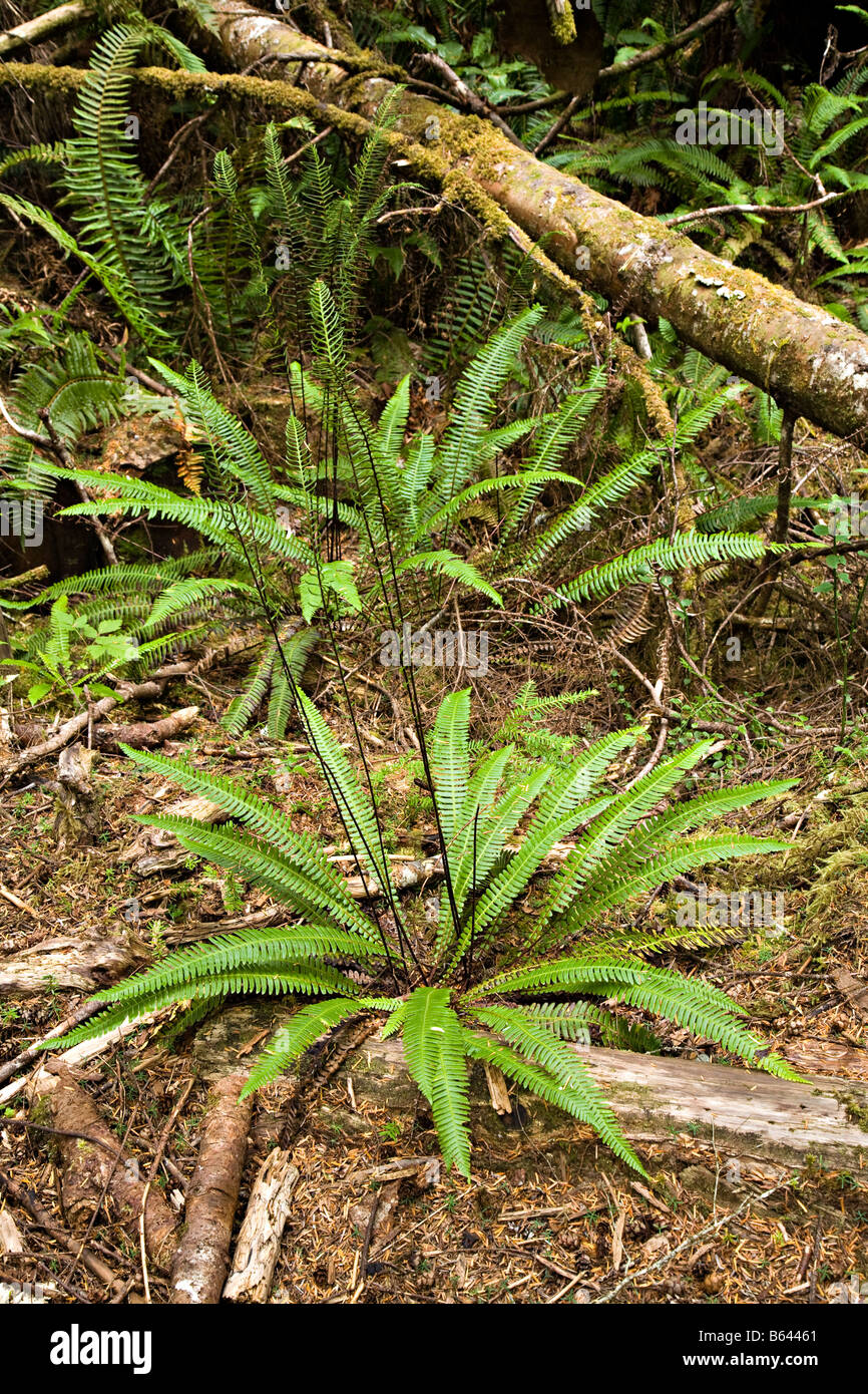 Ferns forest floor vancouver ground hi-res stock photography and images ...