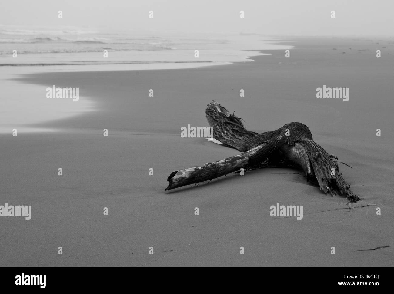 Log on a beach in California Stock Photo - Alamy
