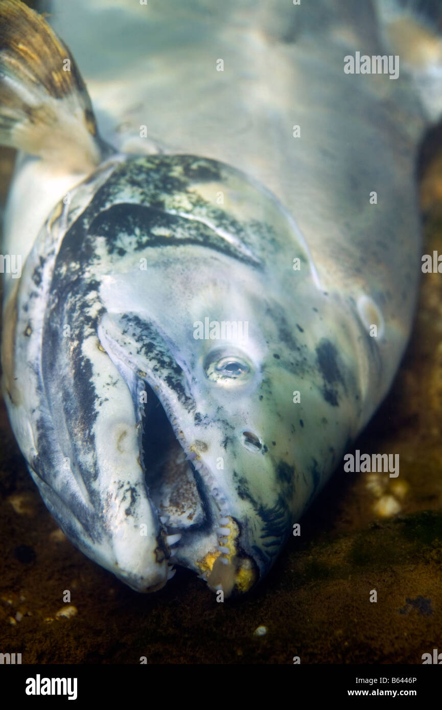 Dead salmon underwater Stock Photo - Alamy