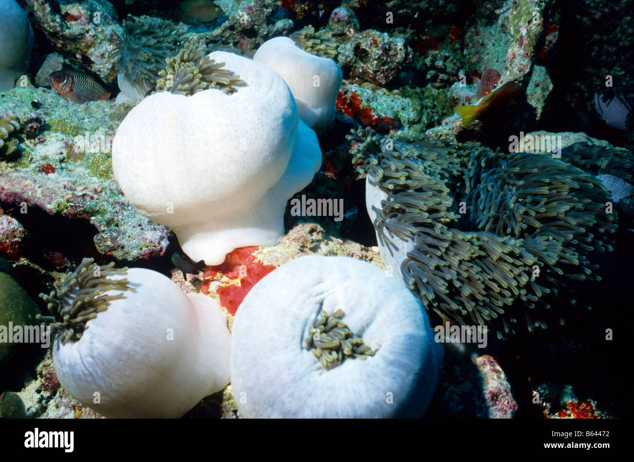 Sea Anemones, Magnificent Sea Anemone. Heteractis Magnifica ...
