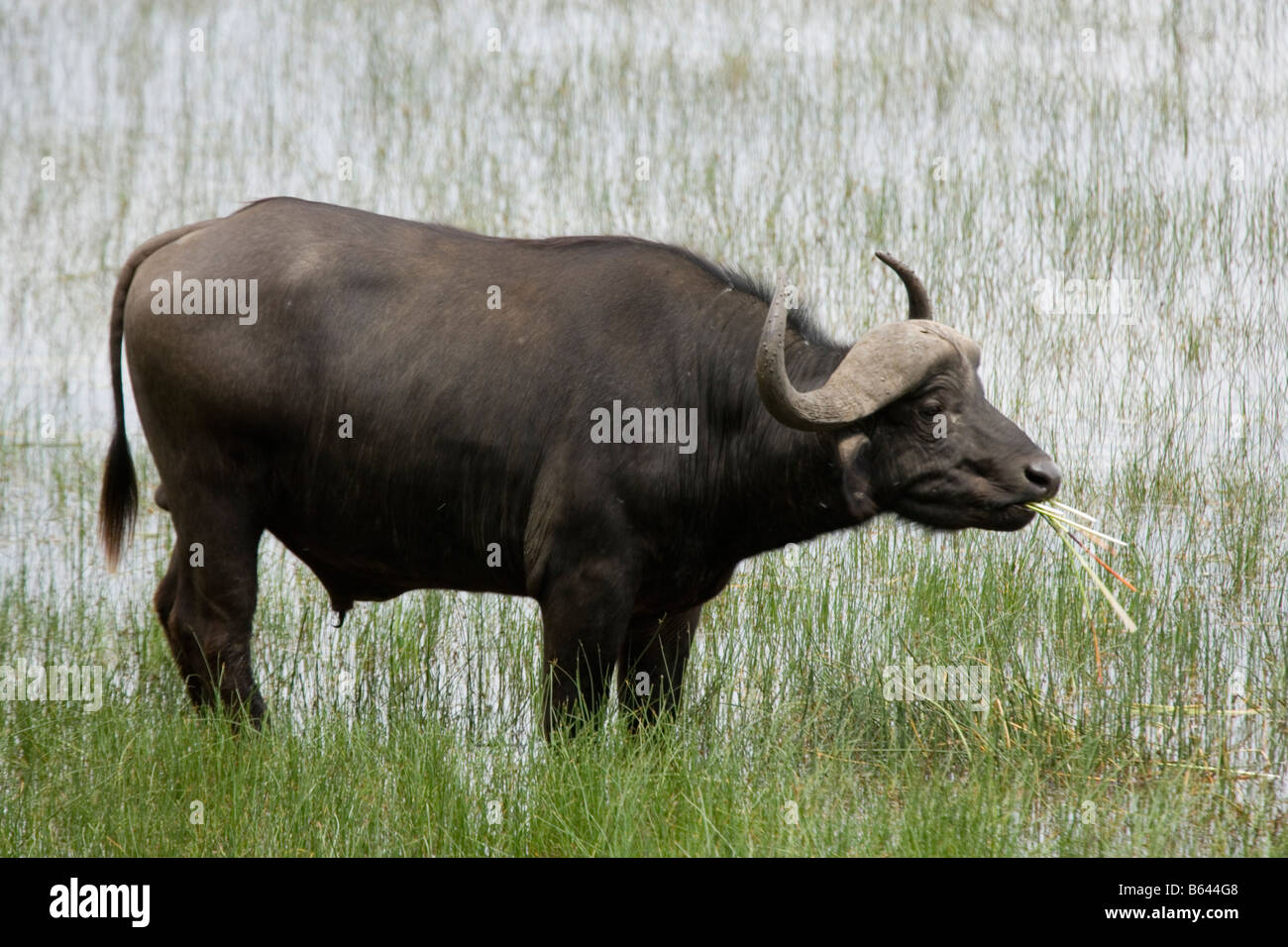 African Water Buffalo Lake Nakuru National Park Kenya Also known as ...
