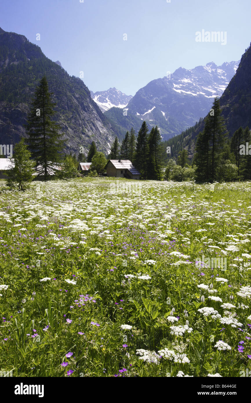 Sunny alpine meadows hi-res stock photography and images - Alamy