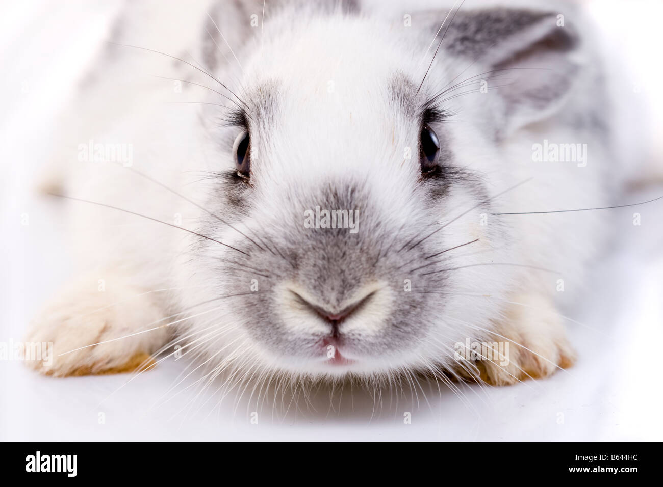 rabbit isolated on white background Stock Photo - Alamy