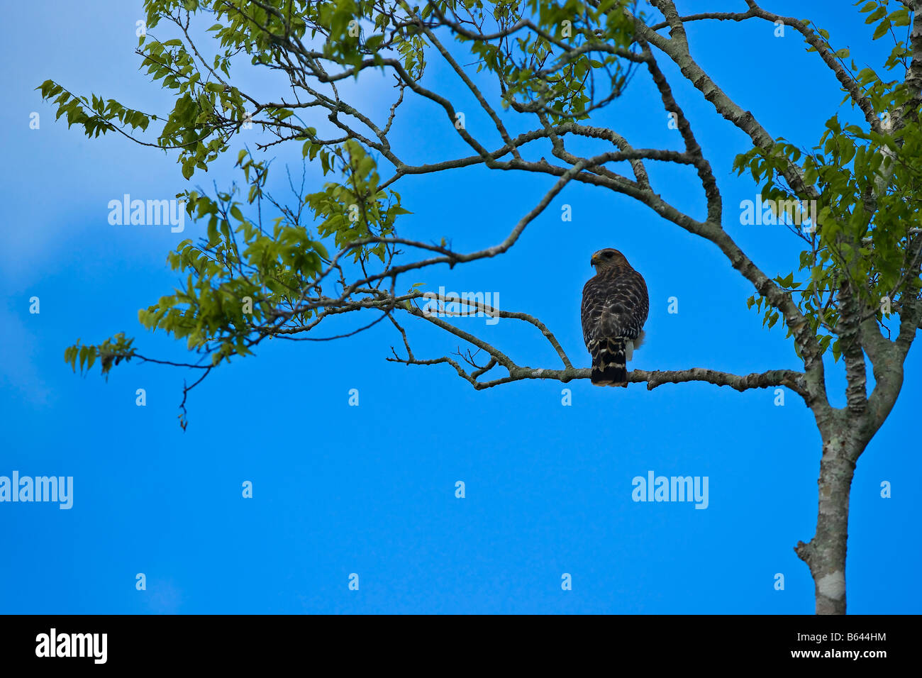 Bird in Tree Stock Photo - Alamy