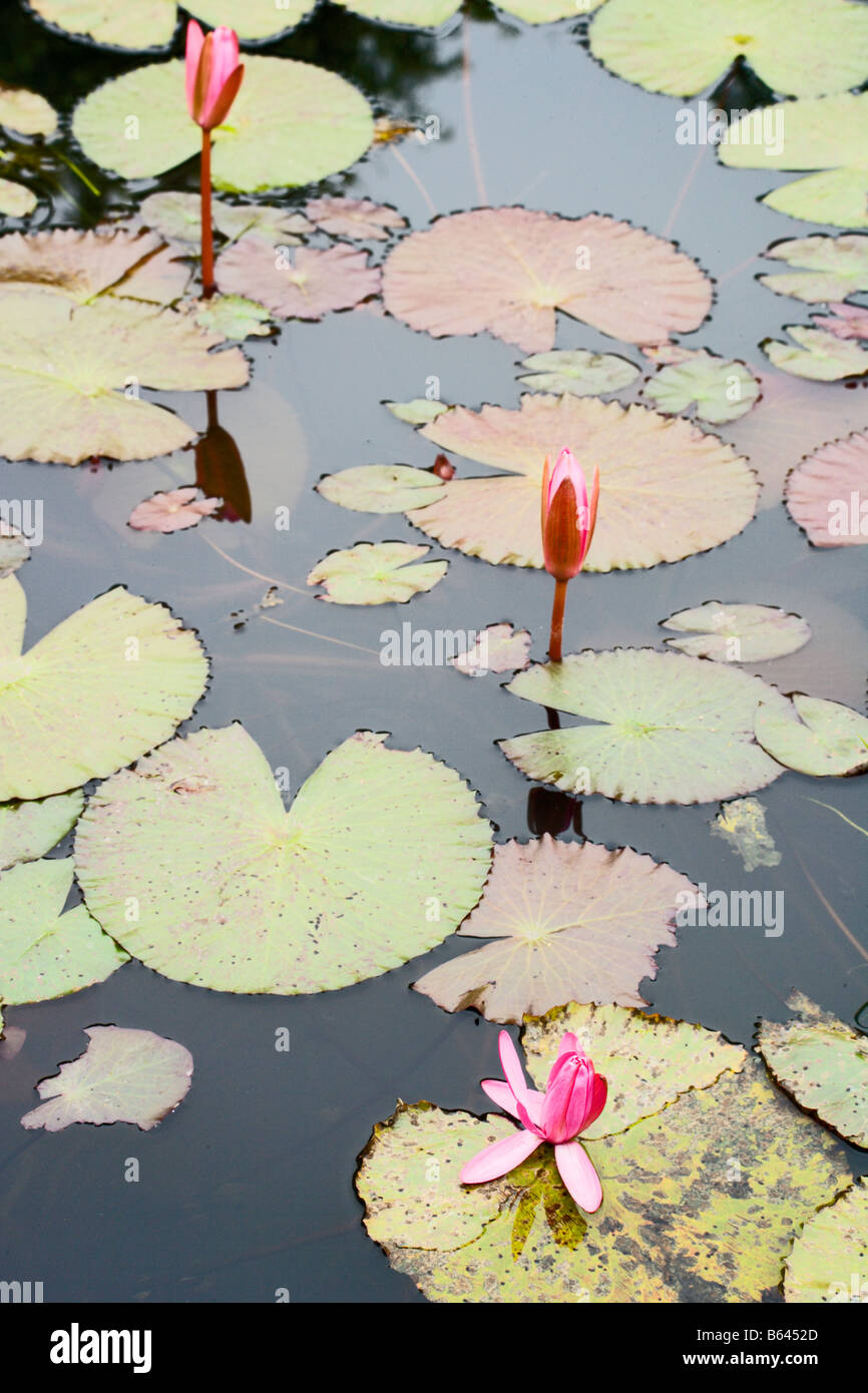 Lotus flowers (Nelumbo nucifera) in pond, Thailand Stock Photo - Alamy