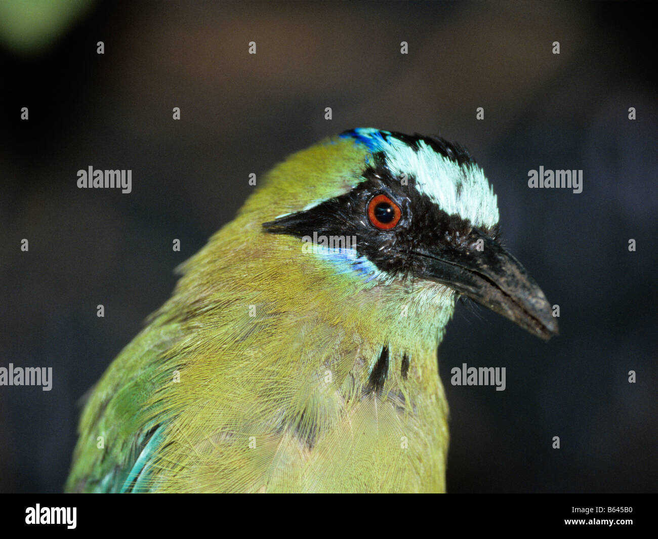 Blue crowned Motmot Stock Photo - Alamy