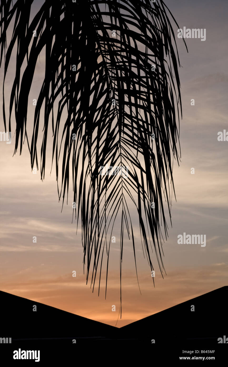 Palm frond hanging hi-res stock photography and images - Alamy