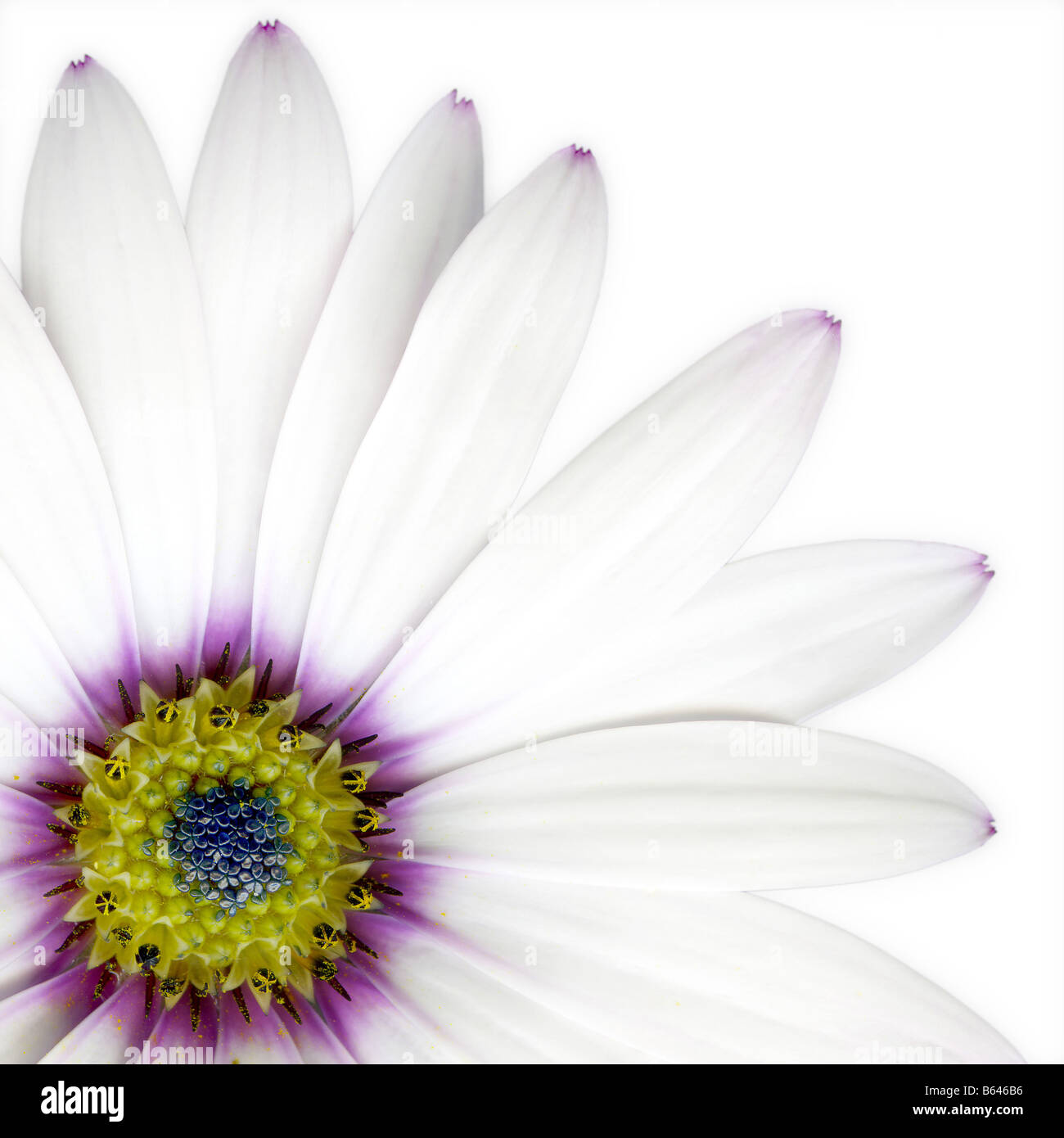 Osteospernum hi-res stock photography and images - Alamy