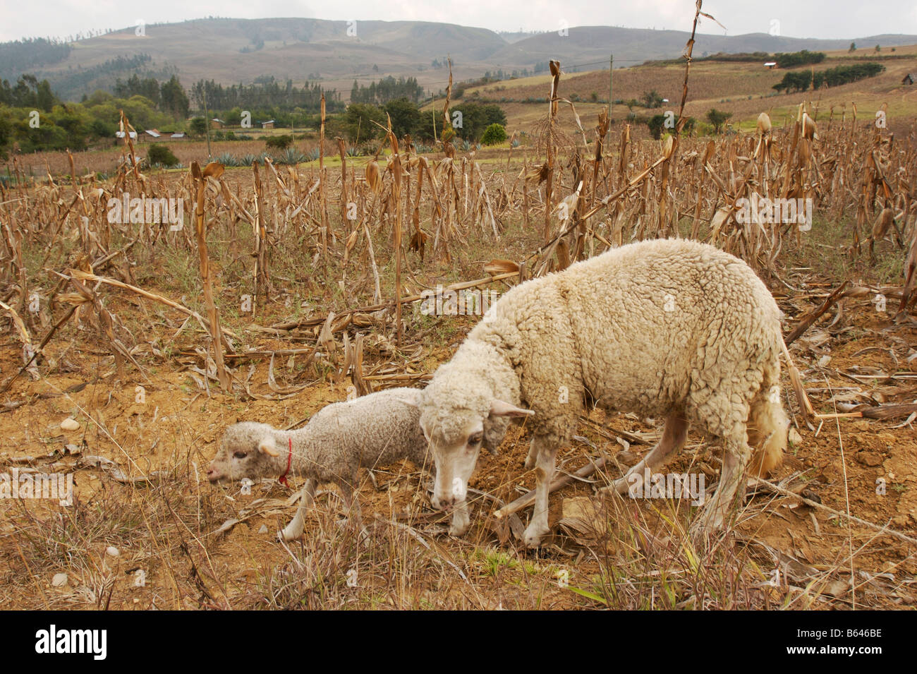 SHEEP ON A RURAL FIELD Stock Photo - Alamy