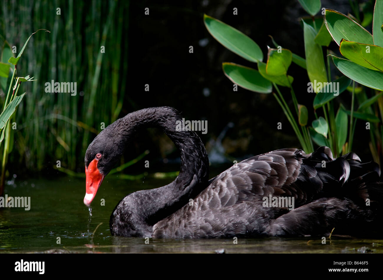 Scientific name of the family hi-res stock photography and images - Alamy