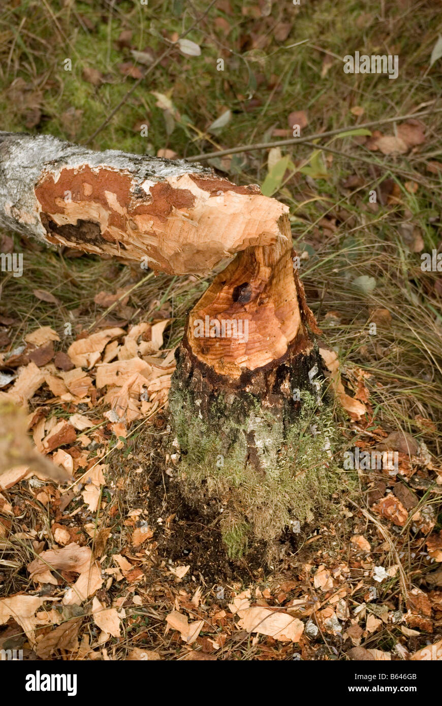 tree cut by beaver Stock Photo - Alamy