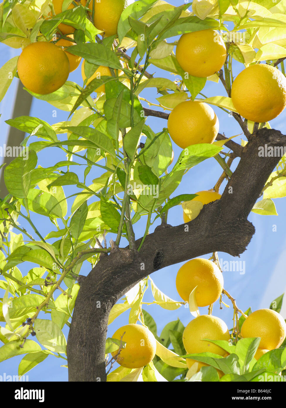 Orange tree with oranges Stock Photo - Alamy