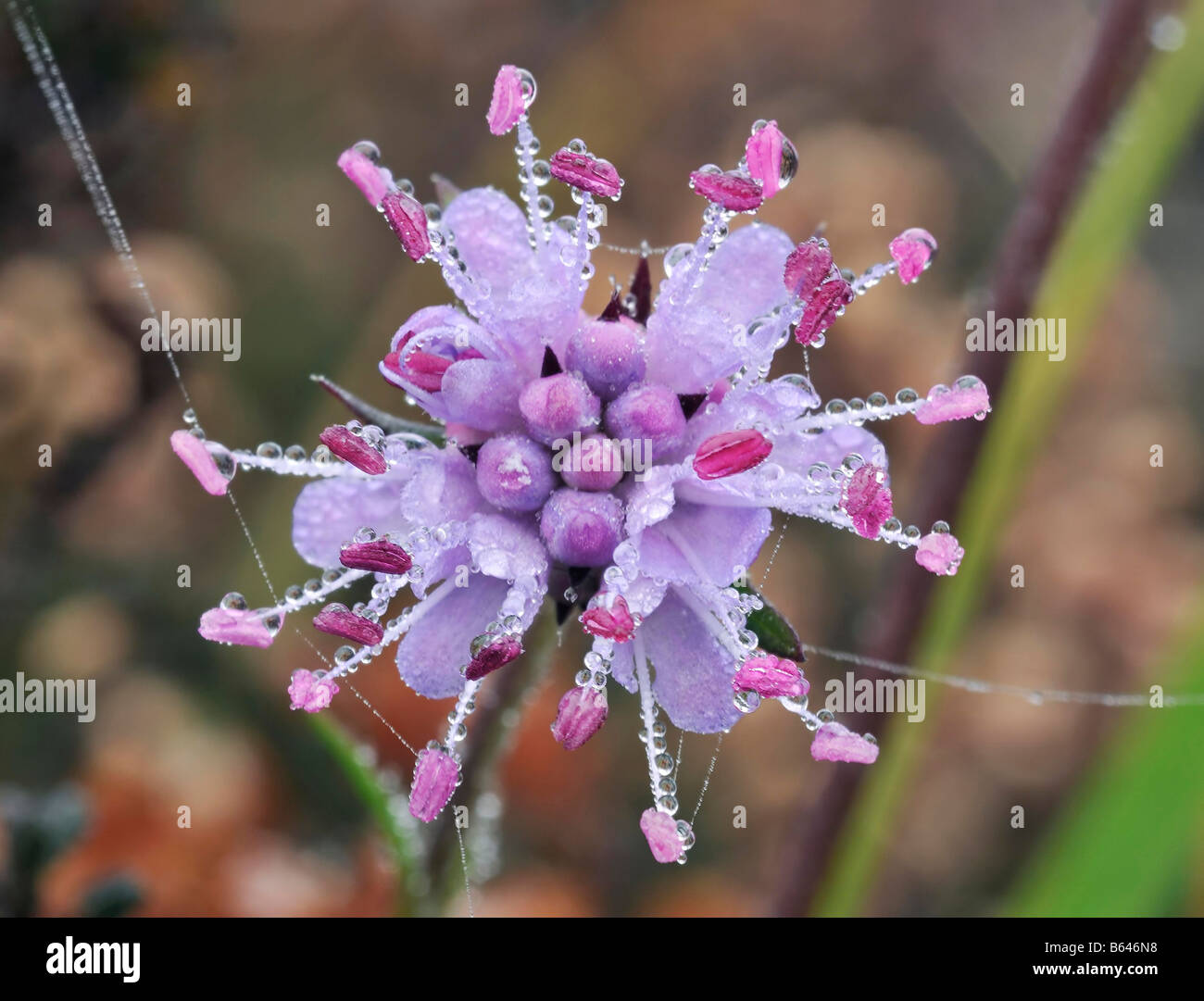 Devils bit Scabious Succisa pratensis With Morning dew Stock Photo - Alamy