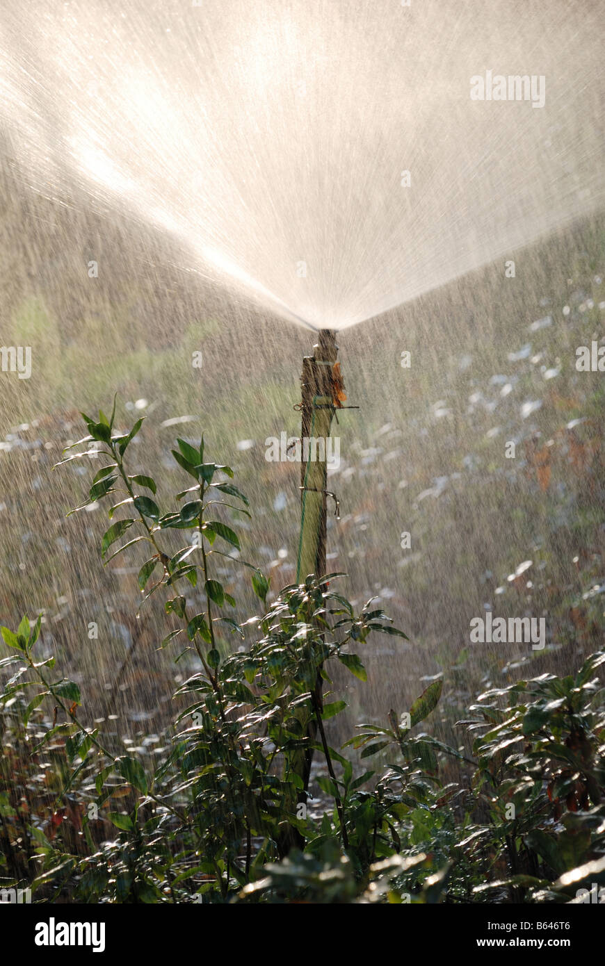 Water cone sheet of sprinkler and lush green foliage Stock Photo - Alamy