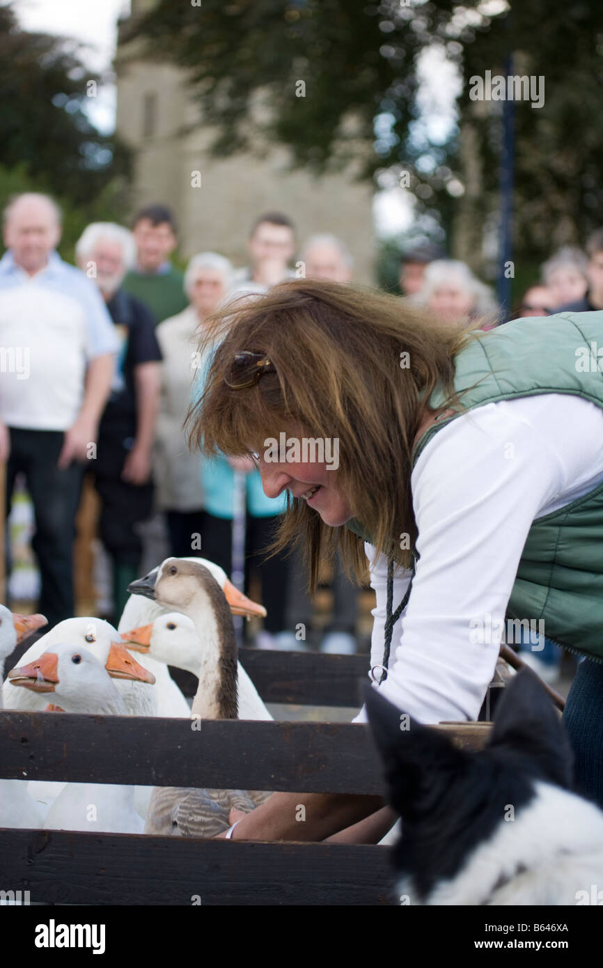 Geese show at Masham Sheep Fair Yorkshire England Stock Photo - Alamy