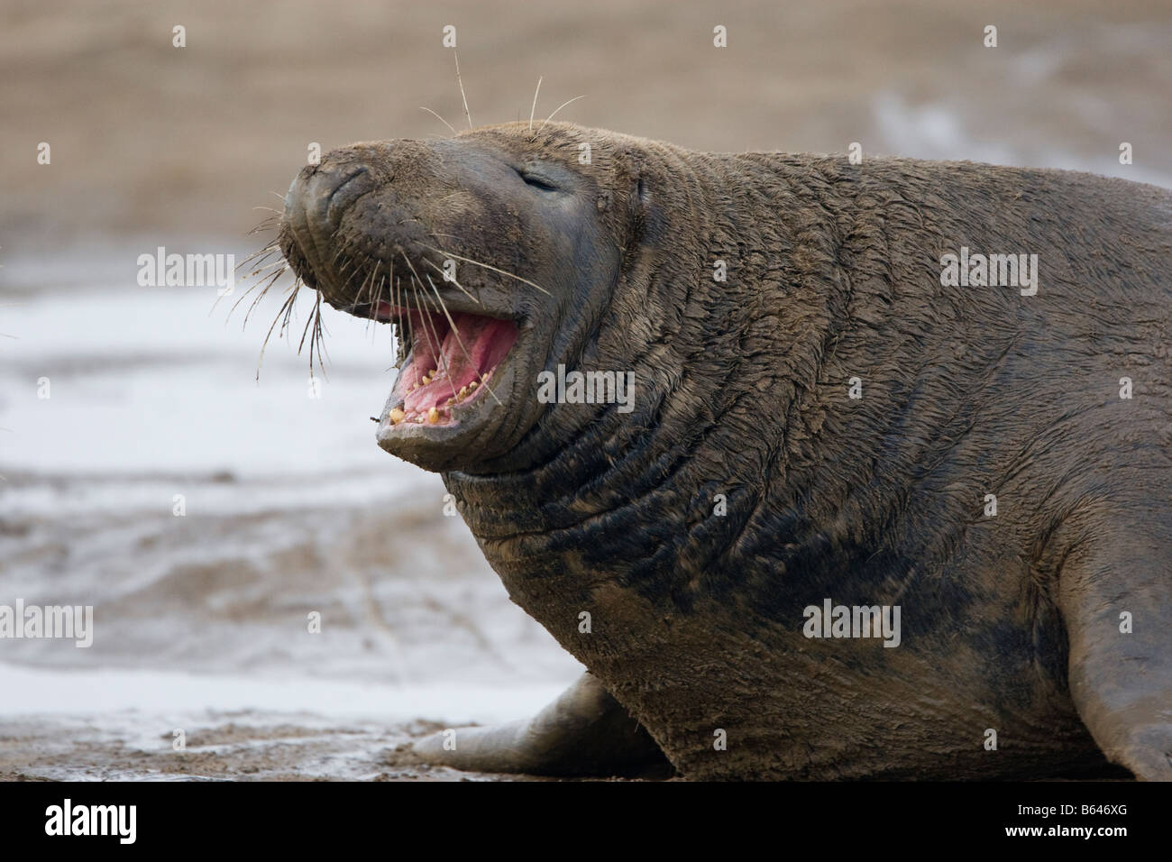 Bull seal at Donna Nook, Lincolnshire Stock Photo - Alamy