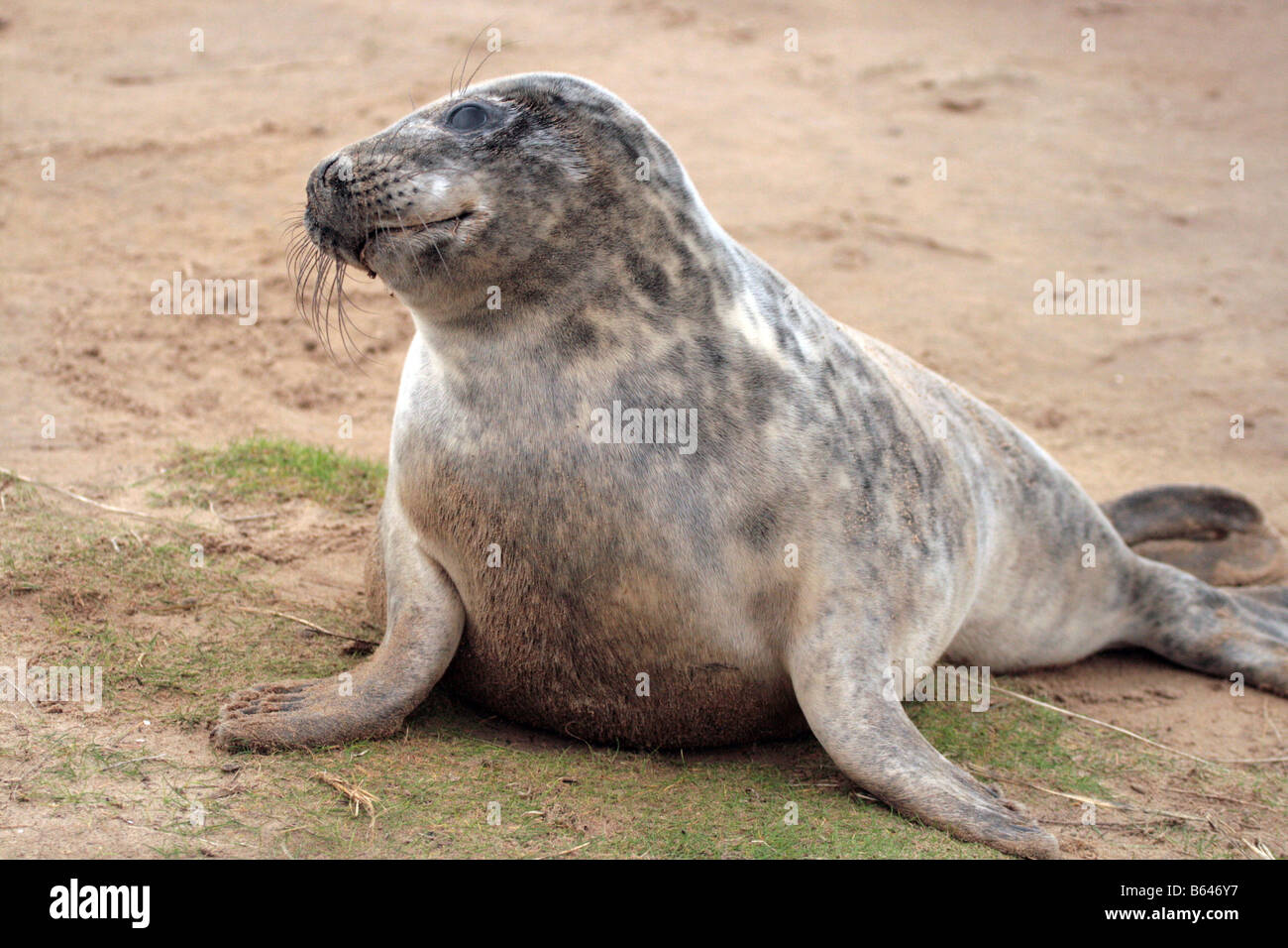 Seal posing on the beach hi-res stock photography and images - Alamy
