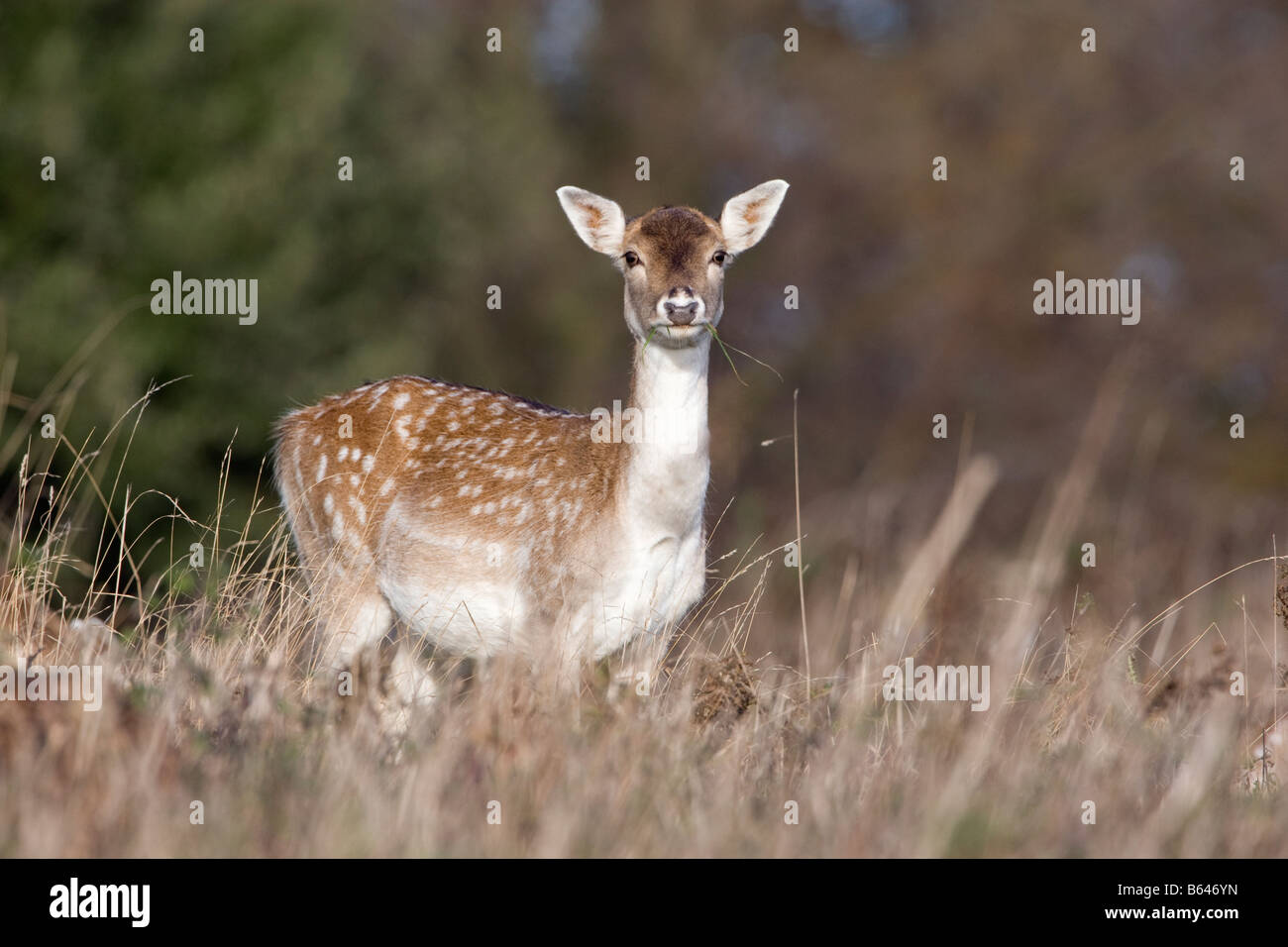Fallow deer standing in long grass Stock Photo - Alamy