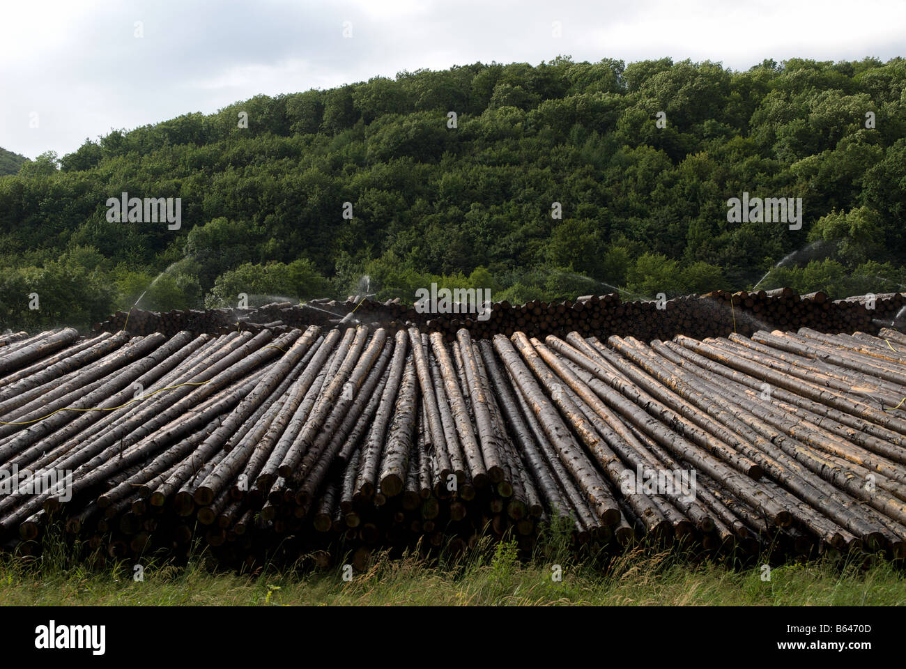 Tree length hi-res stock photography and images - Alamy