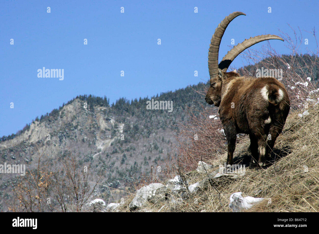 Old male ibex. Back sight Stock Photo - Alamy