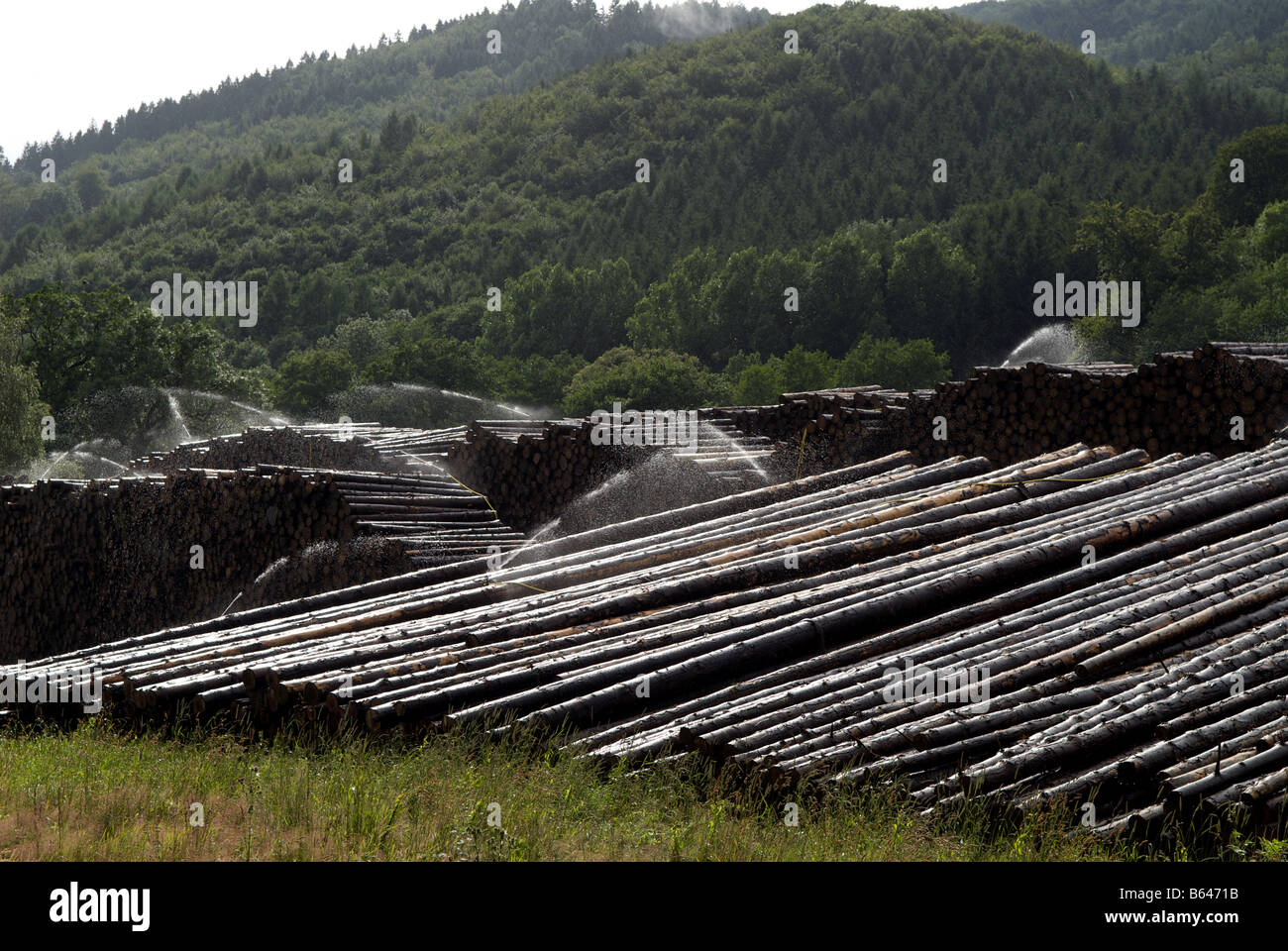 Tree-length wood logs cut for the construction industry, Hachen, North ...
