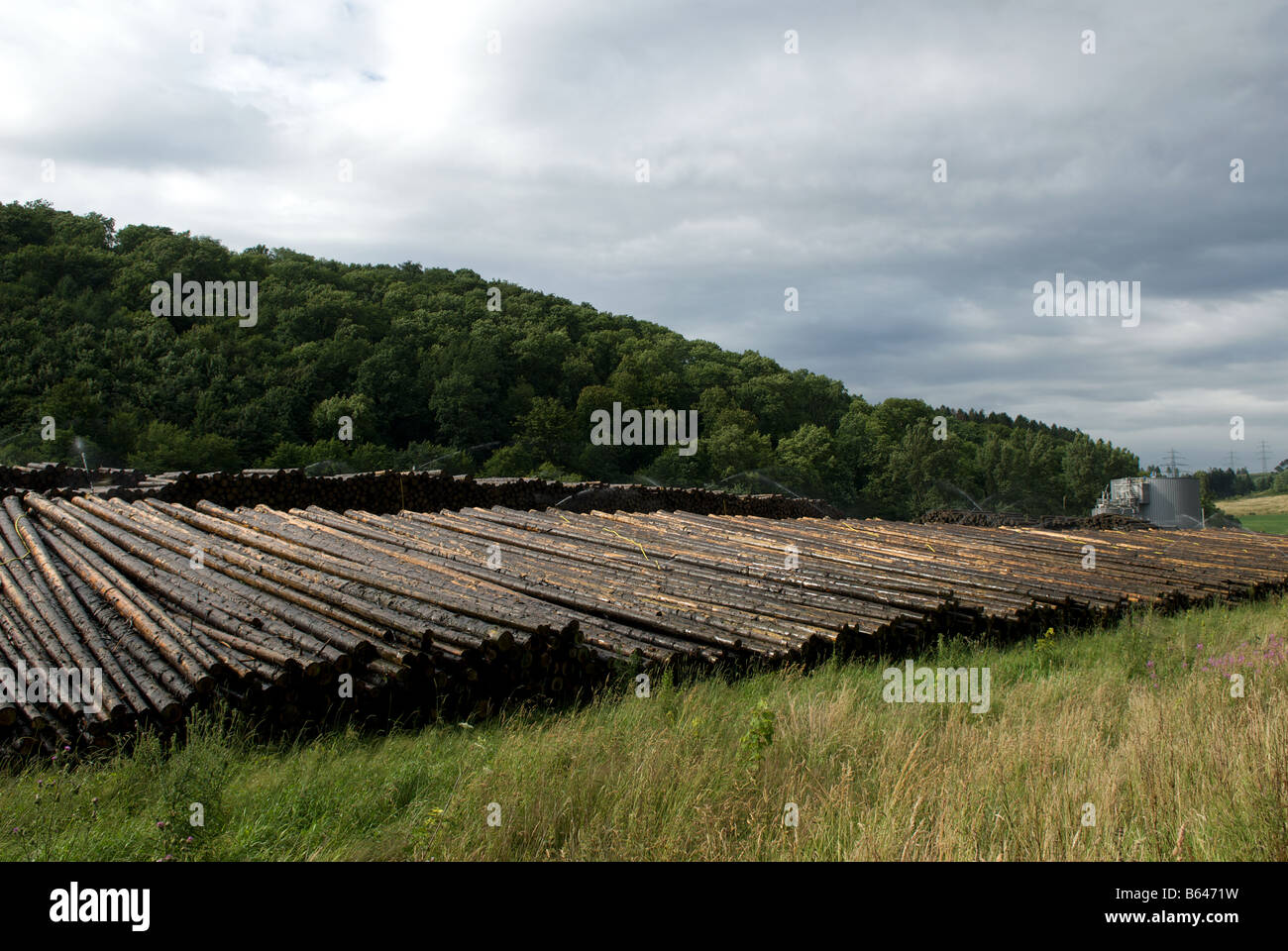 Tree-length wood logs cut for the construction industry, Hachen, North ...