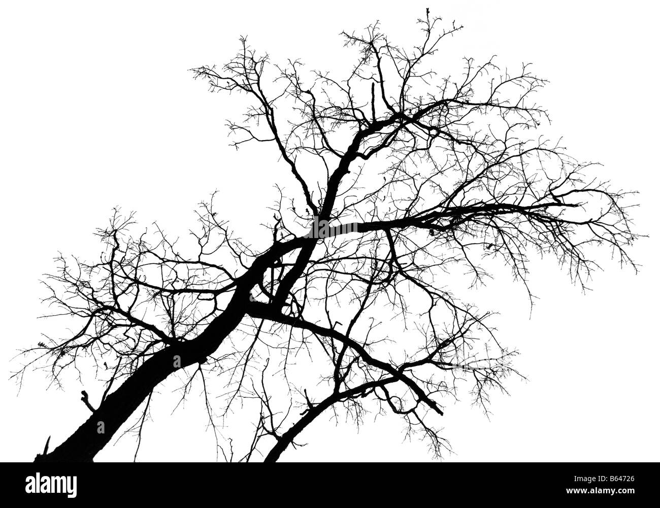 Big tree on white grey sky background Stock Photo - Alamy